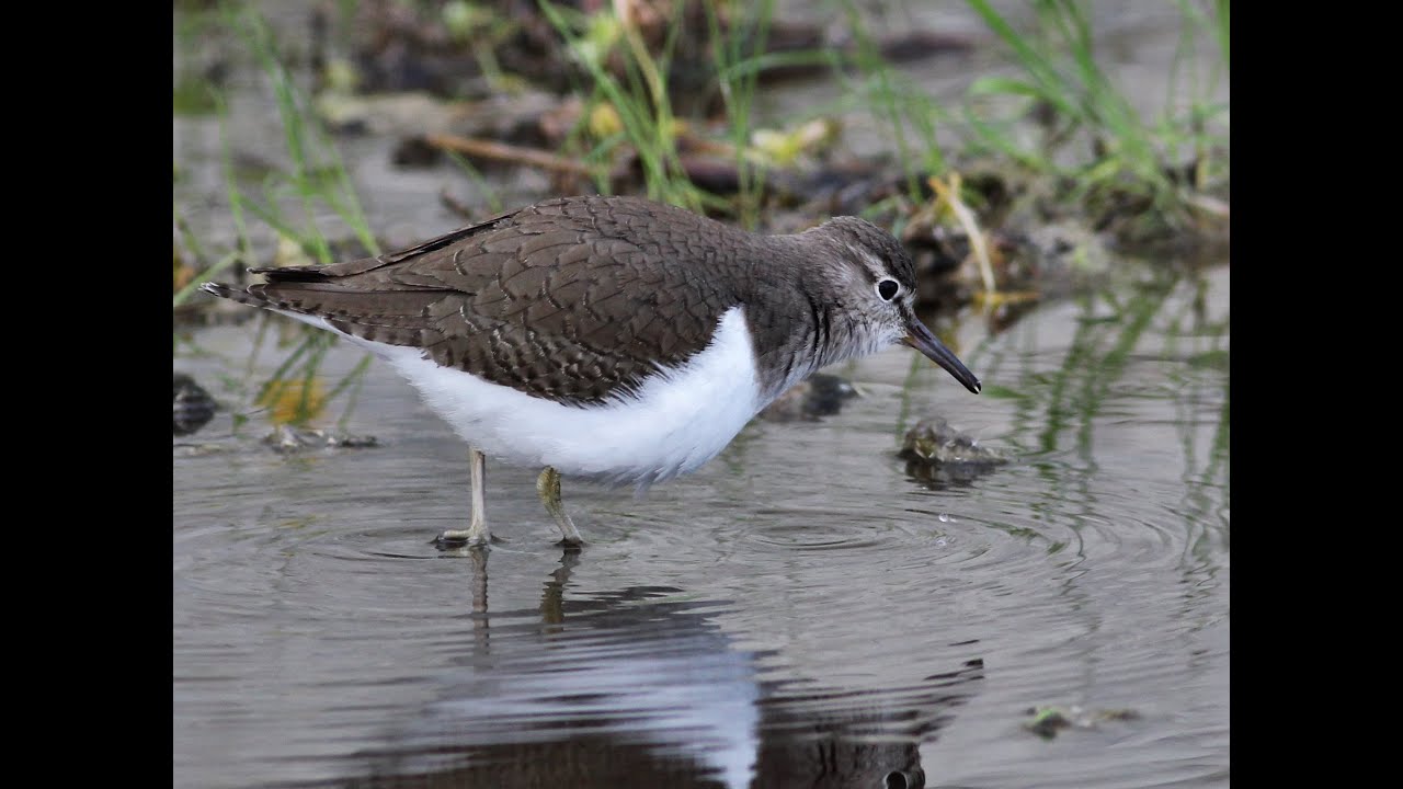 Common Sandpiper (Actitis hypoleucos) Ποταμότρυγγας - Cyprus - YouTube
