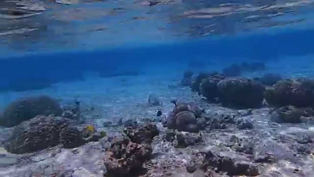 акулка на 46й секунде. Villivaru (Kaafu Atoll, Мальдивы) - YouTube