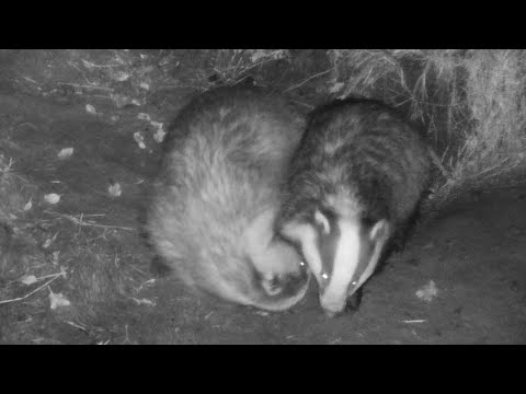 New Forest Explorers Guide - Badgers mating four times on the same ...