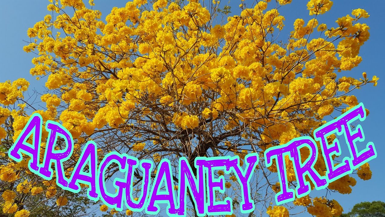 ARAGUANEY TREE OF HONGKONG(handroanthus chrysanthus) - YouTube