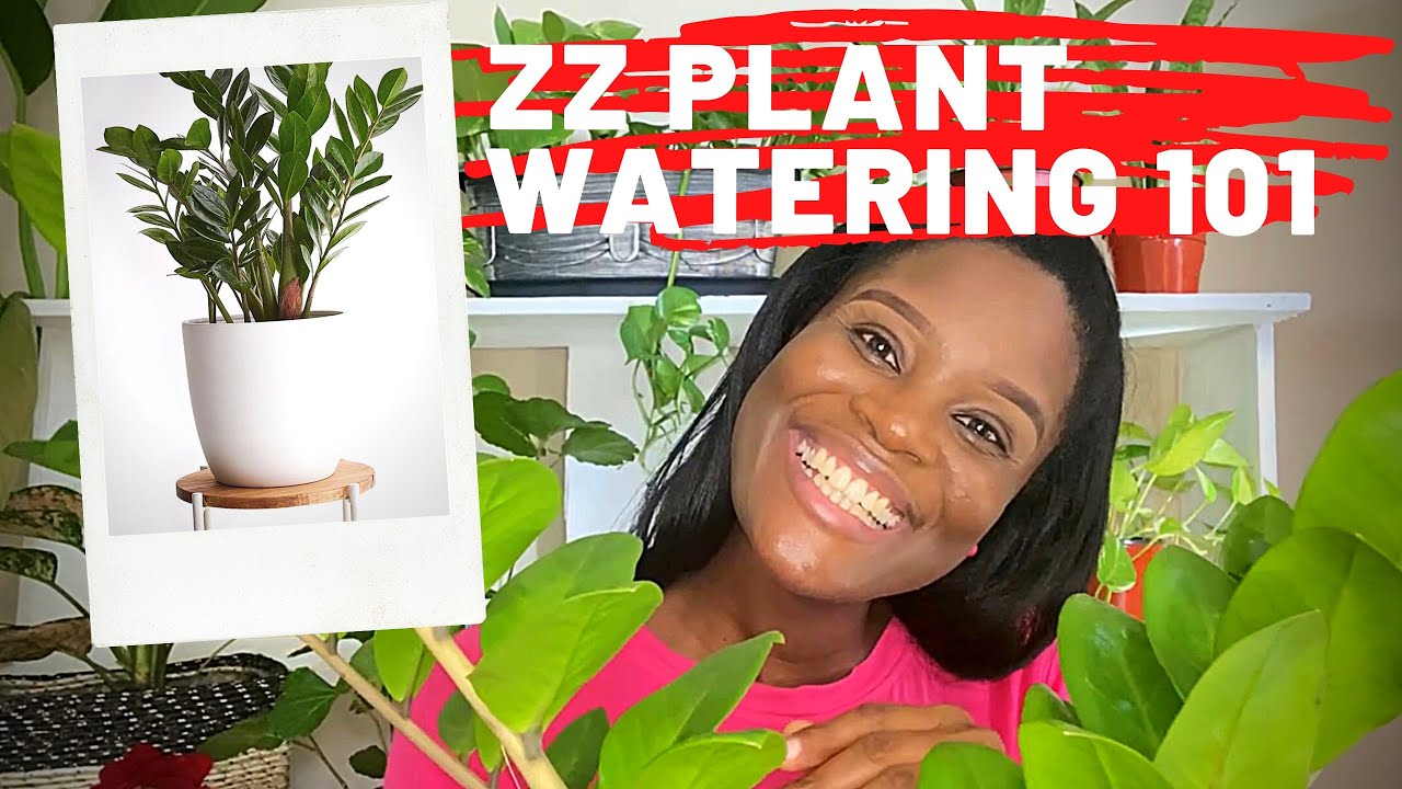 HOW TO WATER YOUR ZZ PLANT AT HOME | PLANT CARE - YouTube