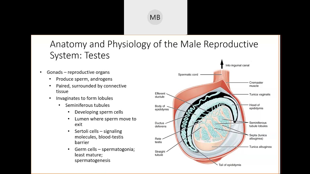 Male Reproductive System - YouTube