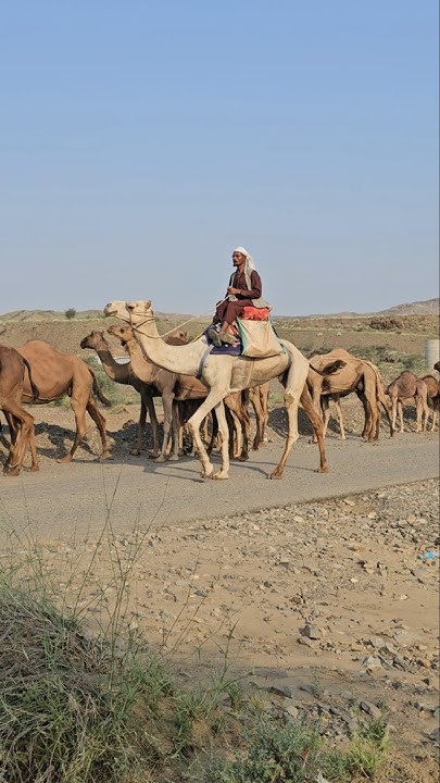 A group of camels in the desert called desert ships#amazing #camel # ...
