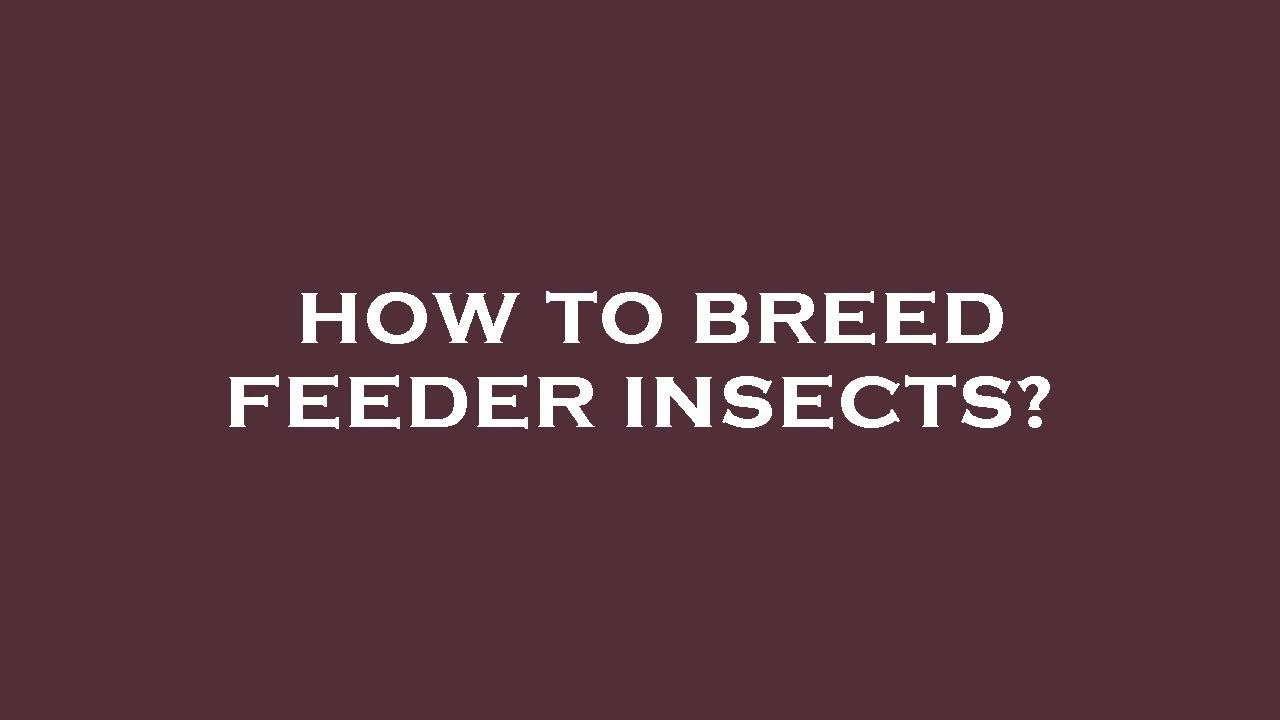 How to breed feeder insects? - YouTube