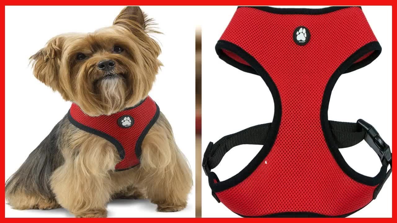 Quality product - Furhaven Pet - Hands-Free Bungee Dog Leash, LED ...