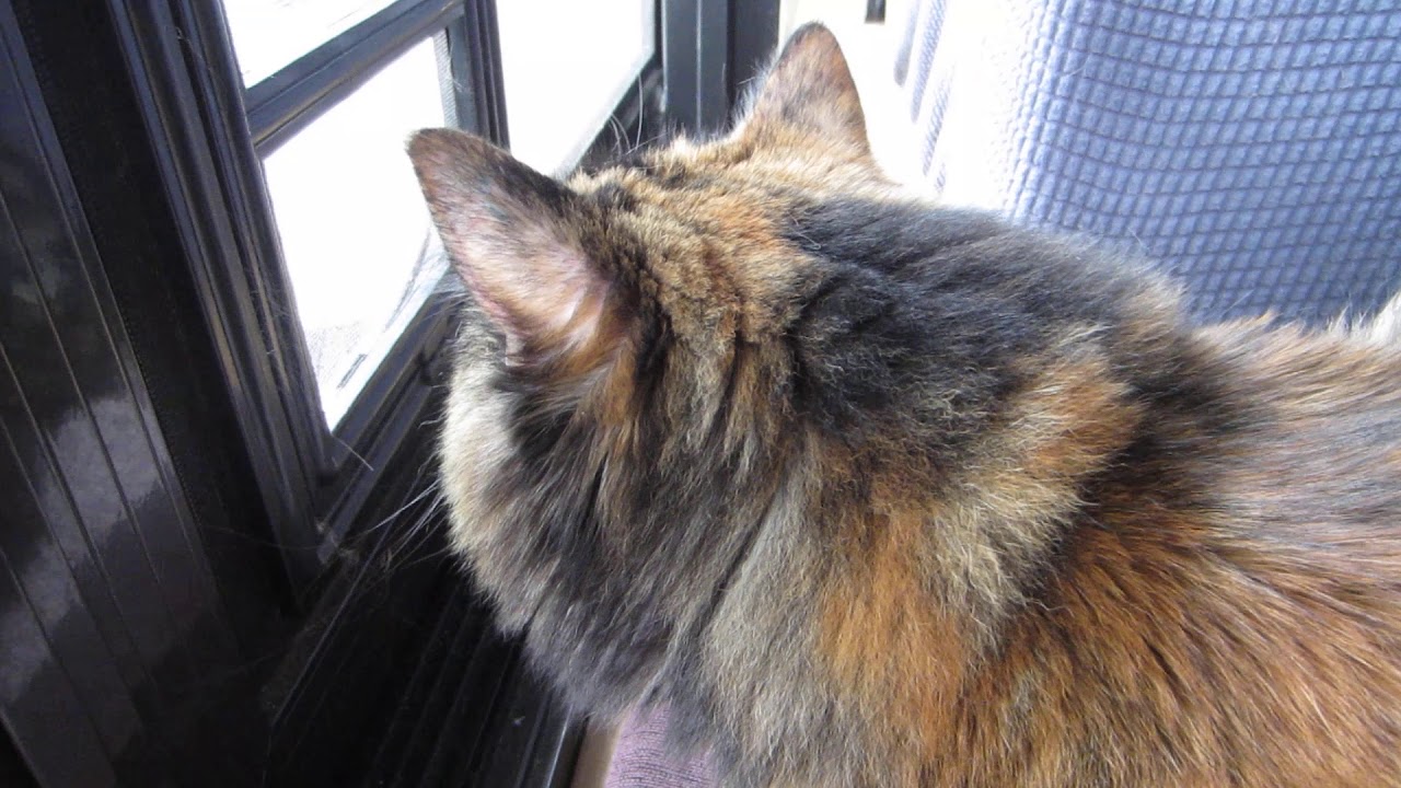 Cat chatting - YouTube