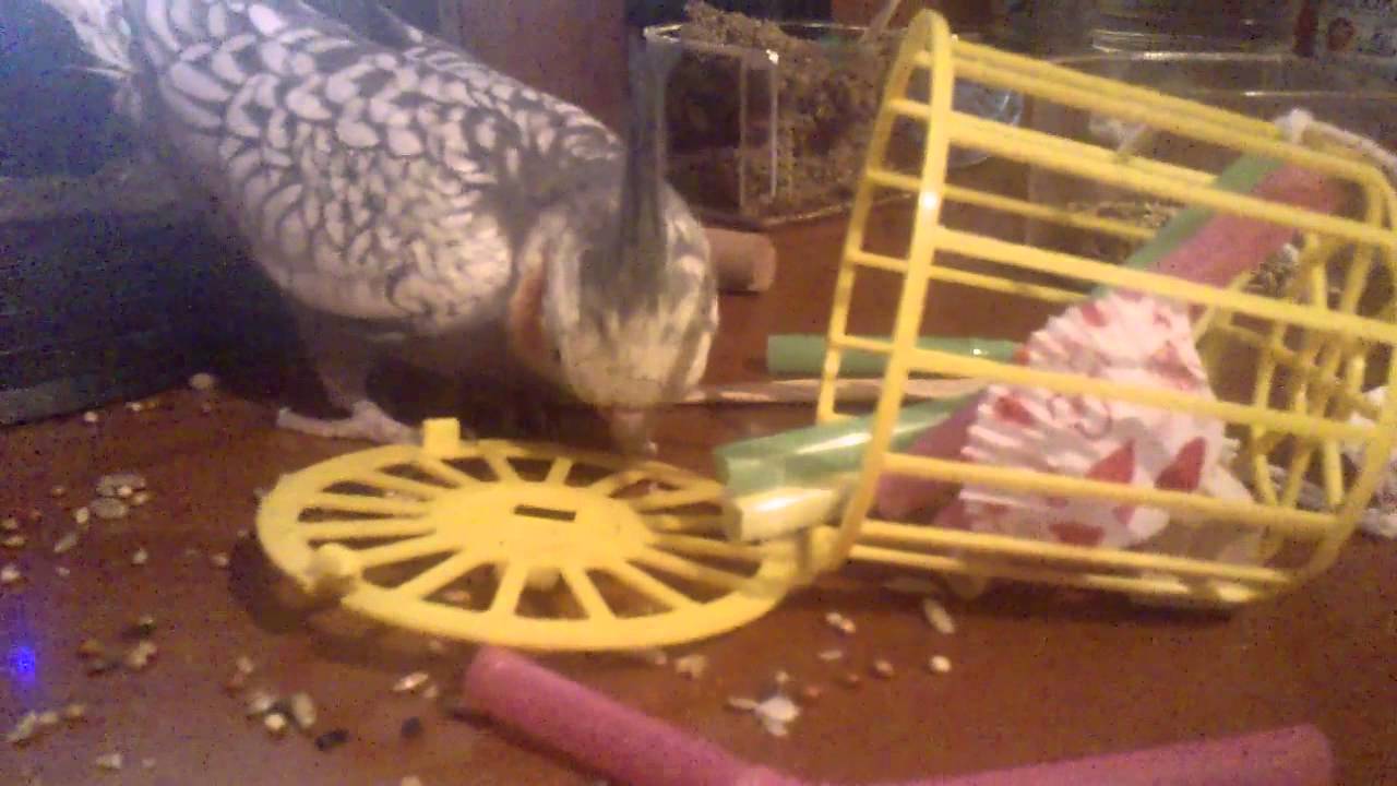 My cockatiel playing with a handmade foraging toy! - YouTube