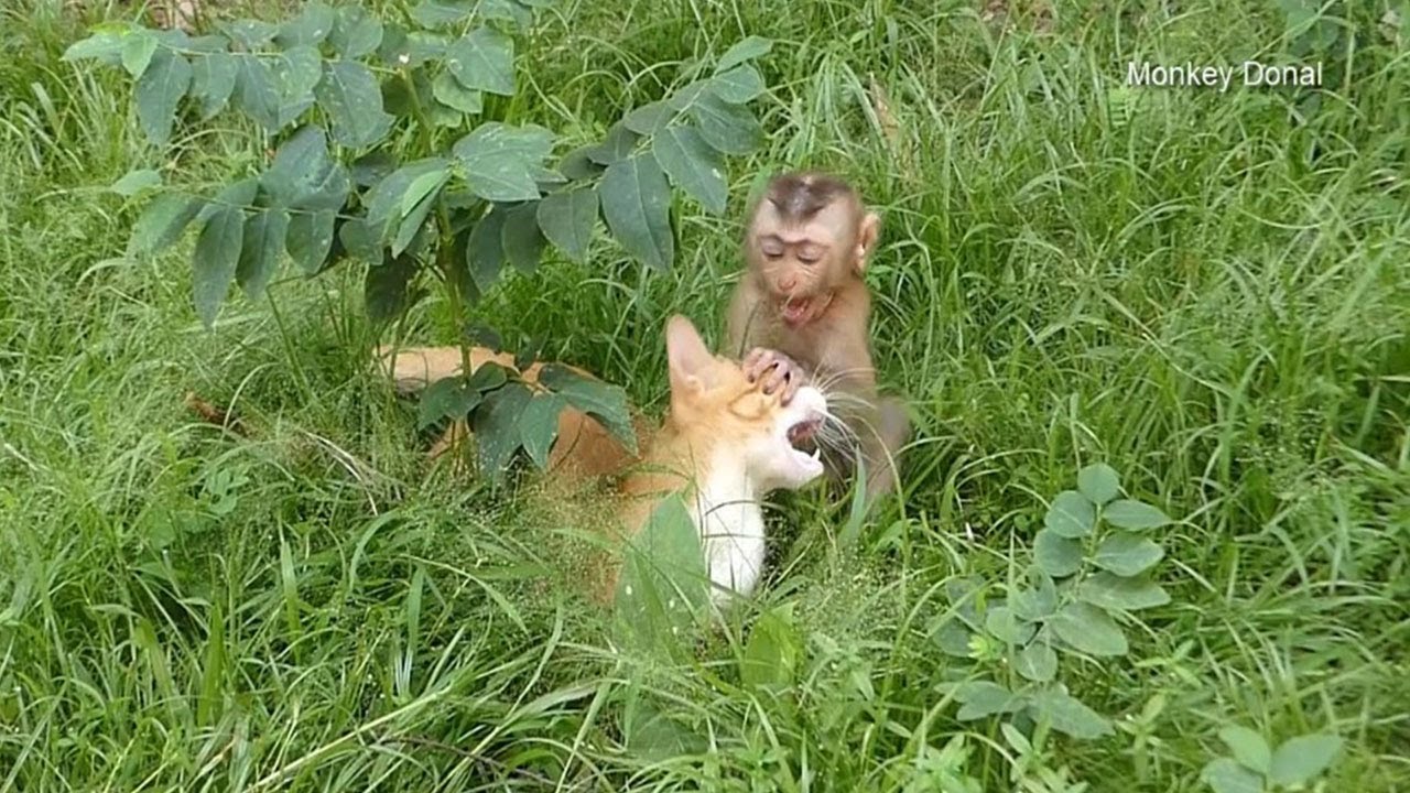 Donal And Kitty Cat Chasing Each Other On Green Grass - YouTube