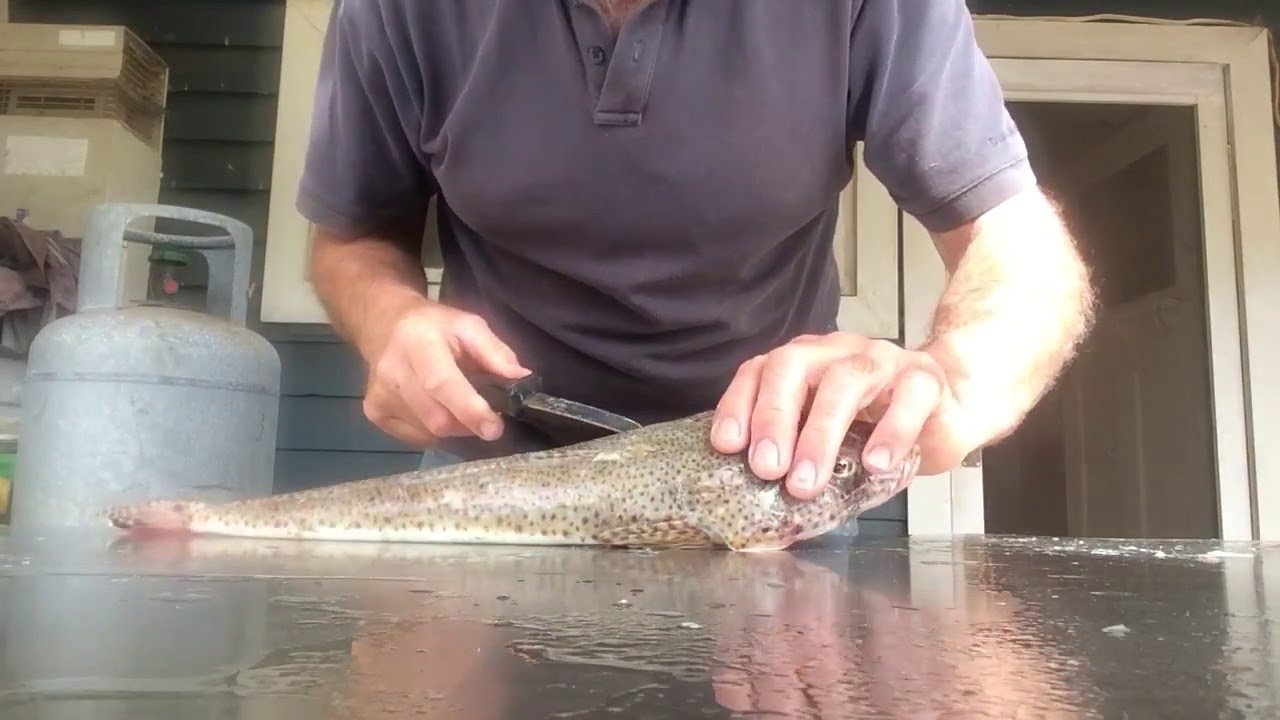 Flathead filleting, no bones - YouTube