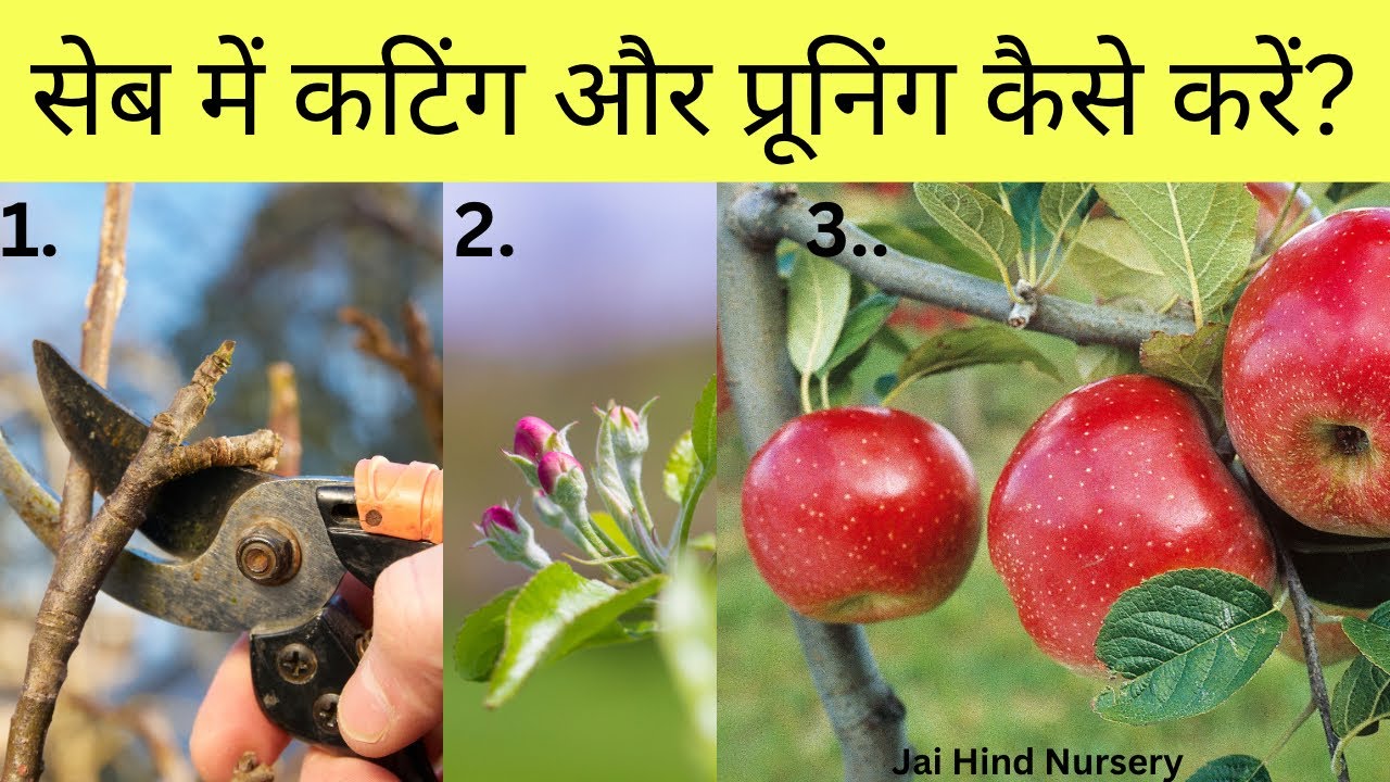 सेब 🍎🍏 में ज़्यादा उत्पादन के लिए क्या करे?Training and Pruning Apple ...