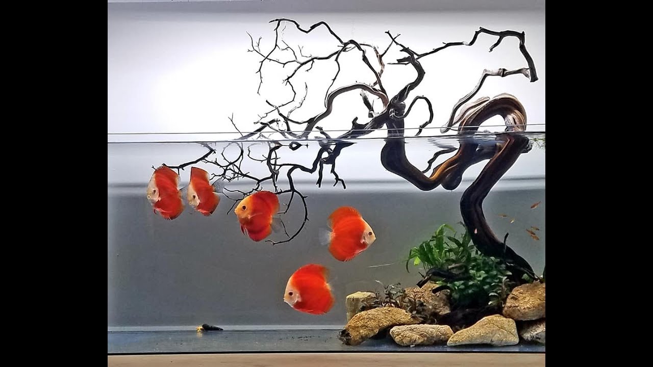 Amazing Discus Tank Set Up by Mark Mikina - YouTube