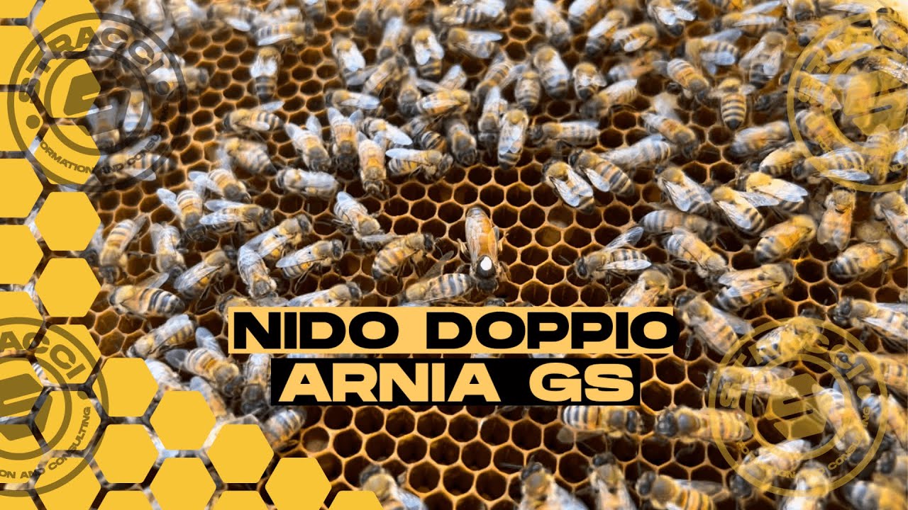 NIDO DOPPIO, perché è IMPORTANTE usarlo per un Apicoltura Sostenibile ...