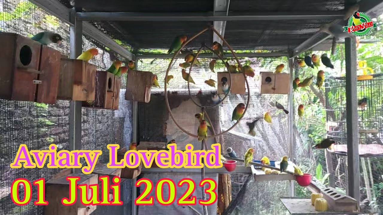 Aviary Lovebird || 01 Juli 2023 - YouTube