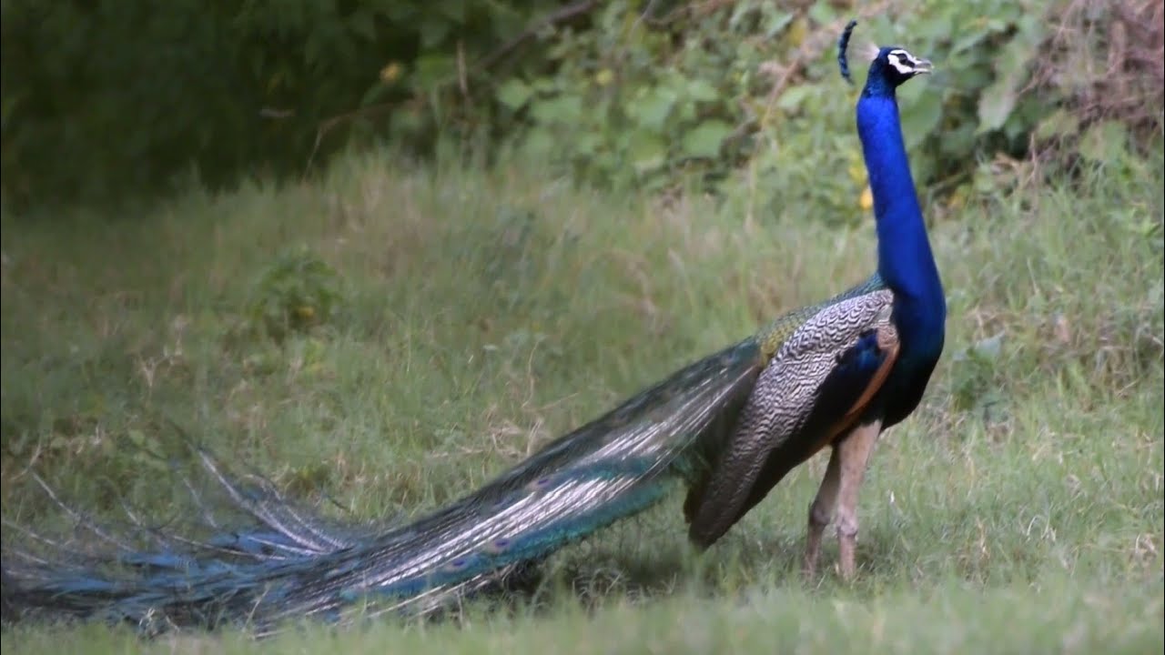 Two Peacocks 🦚 🦚 dancing / Peacock sounds / Relaxing Birds chirping ...