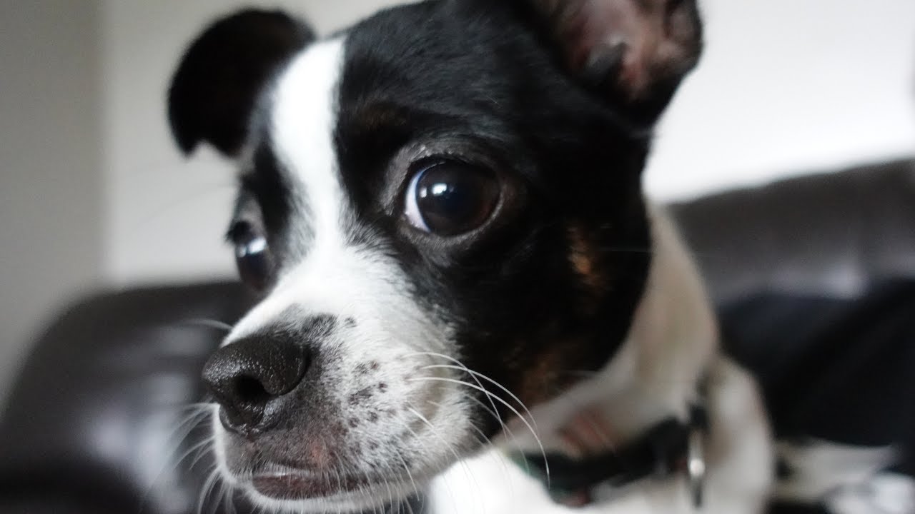 Boston Terrier Chihuahua X (Bochi) Puppy - Luna's first trip to the beach - YouTube