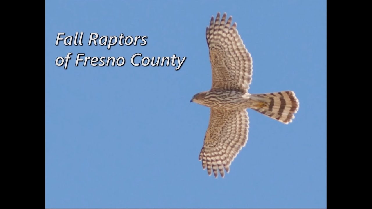Fall Raptors of Fresno County - YouTube