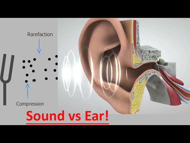 Hearing Sound Waves Sound Waves Travelling From A Megaphone To A Human