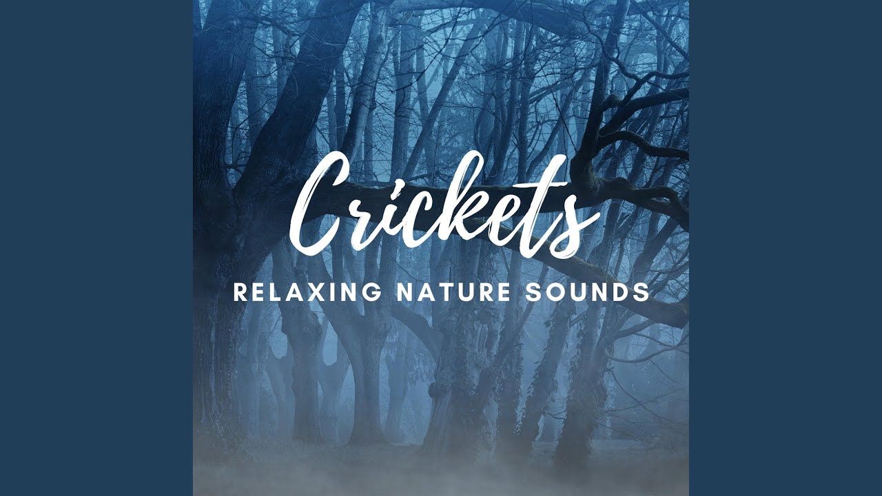 Cricket Night Sounds for Sleeping Stress Relief Meditation - YouTube Music