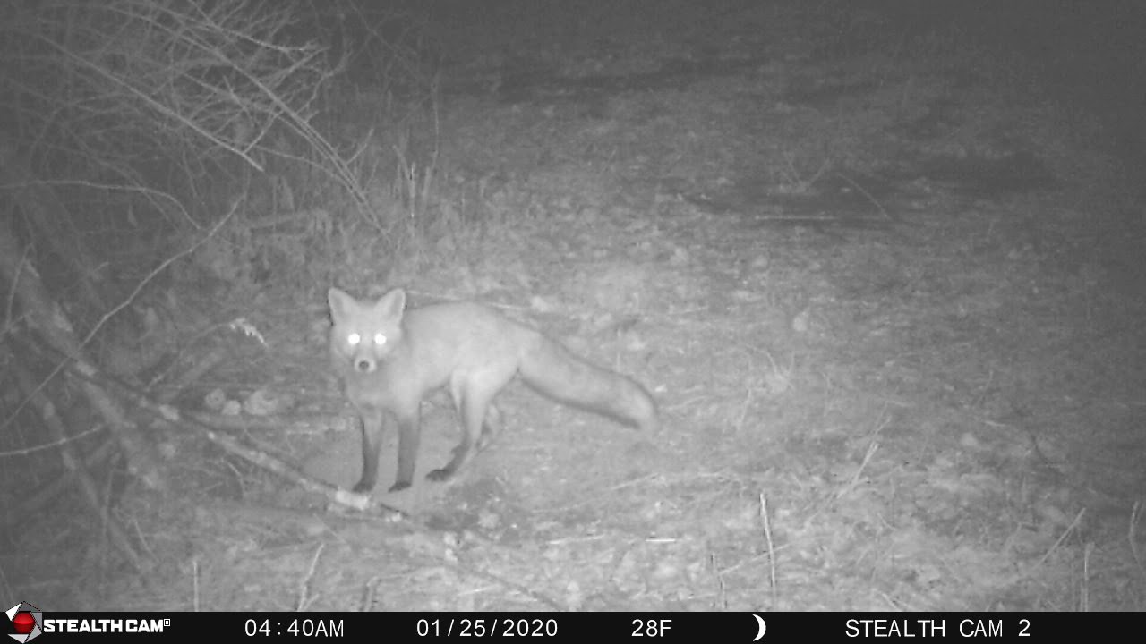 MB550 Fox Catch - YouTube