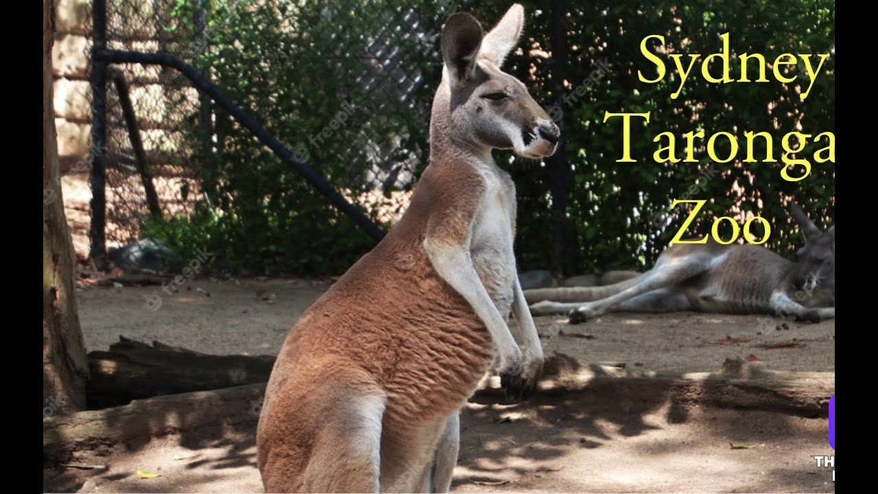 Taronga Zoo🐘Animal’s in Sydney 😍 ️||Taronga Zoo🦍in Australia 🦘😍😍 ...