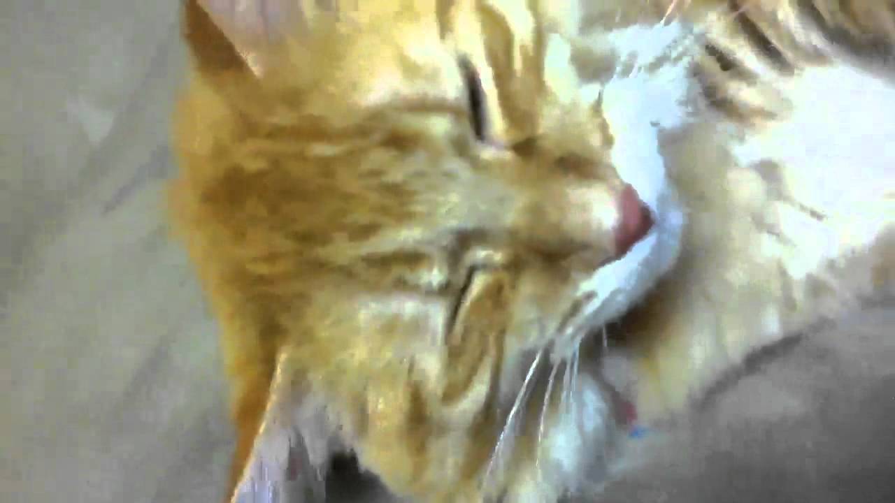 KITTY! BAHAHAHAHA - YouTube