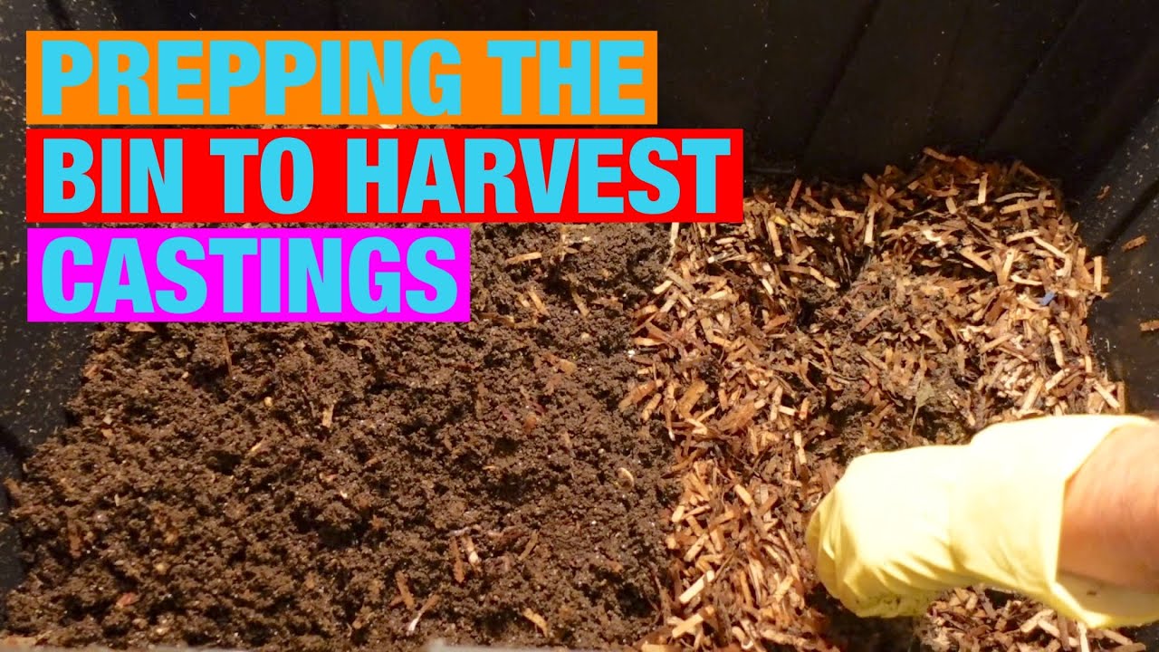 Worm Wednesday Feeding prepping the bin to harvest castings - YouTube