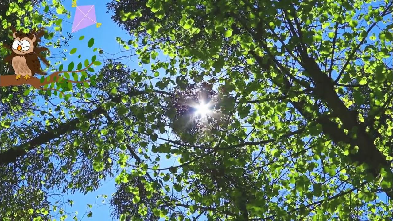 Relaxing sound of trees: the wind in the leaves to relax. - YouTube