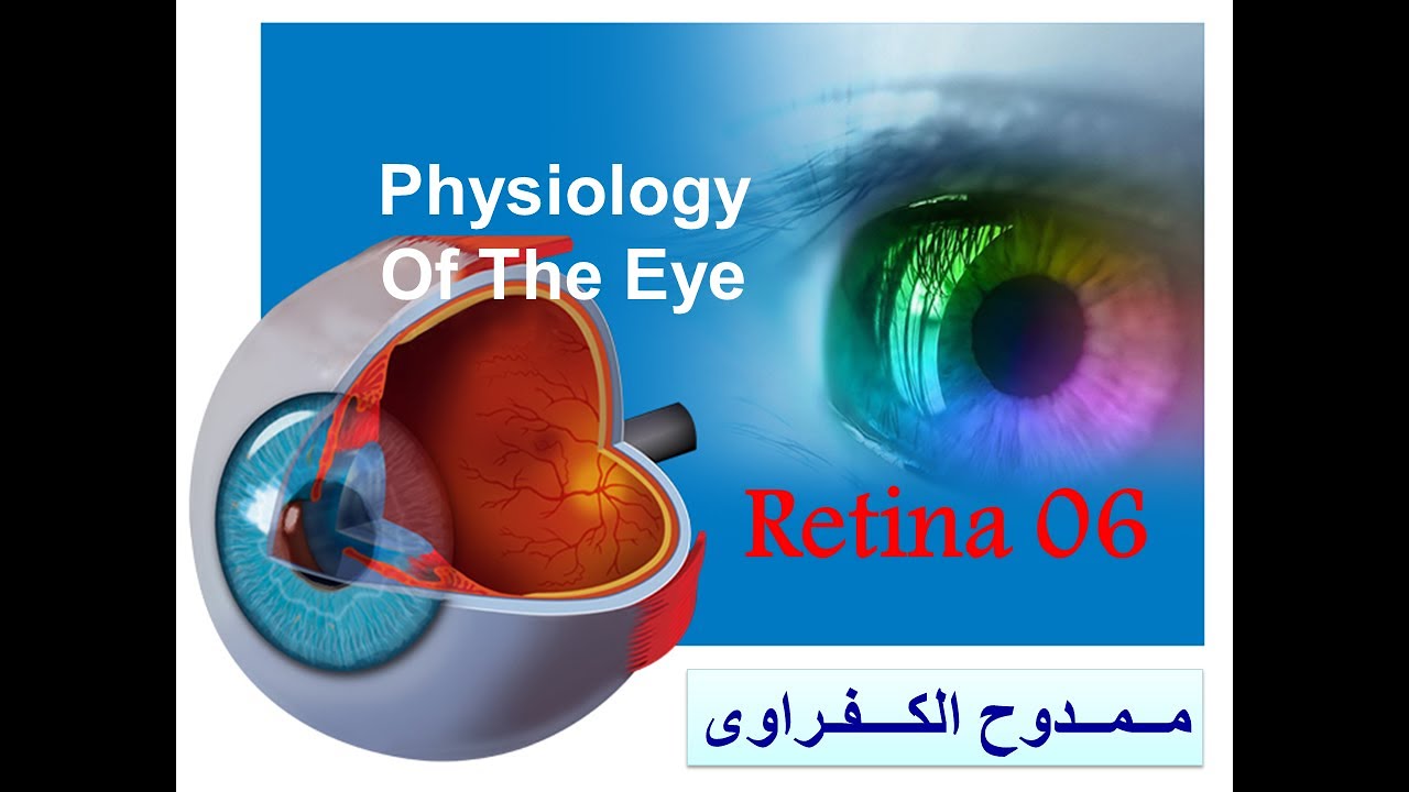 01 Retina Part 6 Elkafrawy Physiology The Outer Plexiform Layer 0888