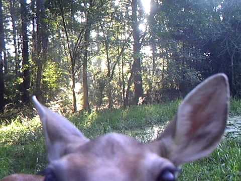 WGI x6c - Deer Sniffs Camera - YouTube