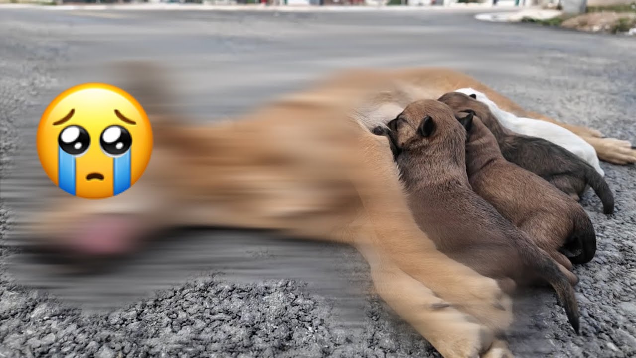 Helpless dogs saved from suffering by a kind doctor | Animal THP - YouTube