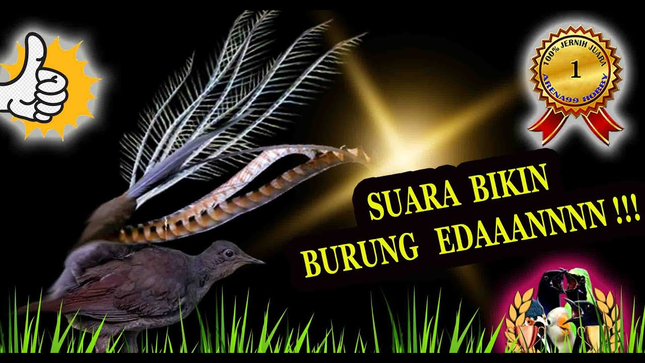 Masteran Burung Murai Batu Paling Istimewa - YouTube