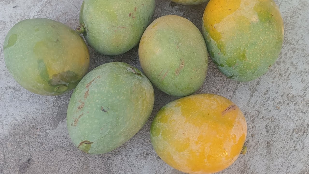 Video about unique variety of mango from Bihar which has received GI ...