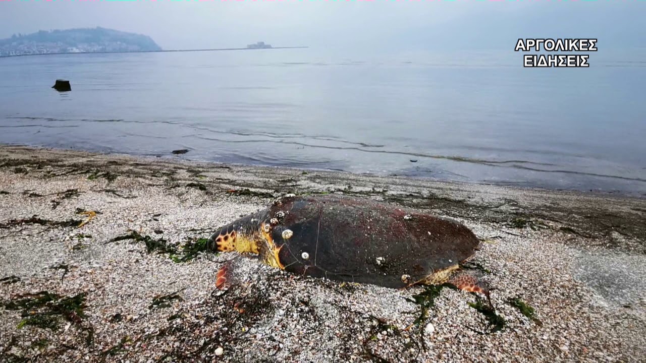 ΝΕΚΡΗ ΘΑΛΑΣΣΙΑ ΧΕΛΩΝΑ ΣΕ ΠΑΡΑΛΙΑ ΤΗΣ ΑΡΓΟΛΙΔΑΣ 13/2/2021 - YouTube