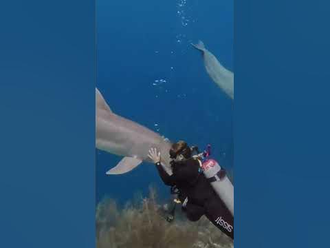 Short Video Sea water fun with Fish - YouTube