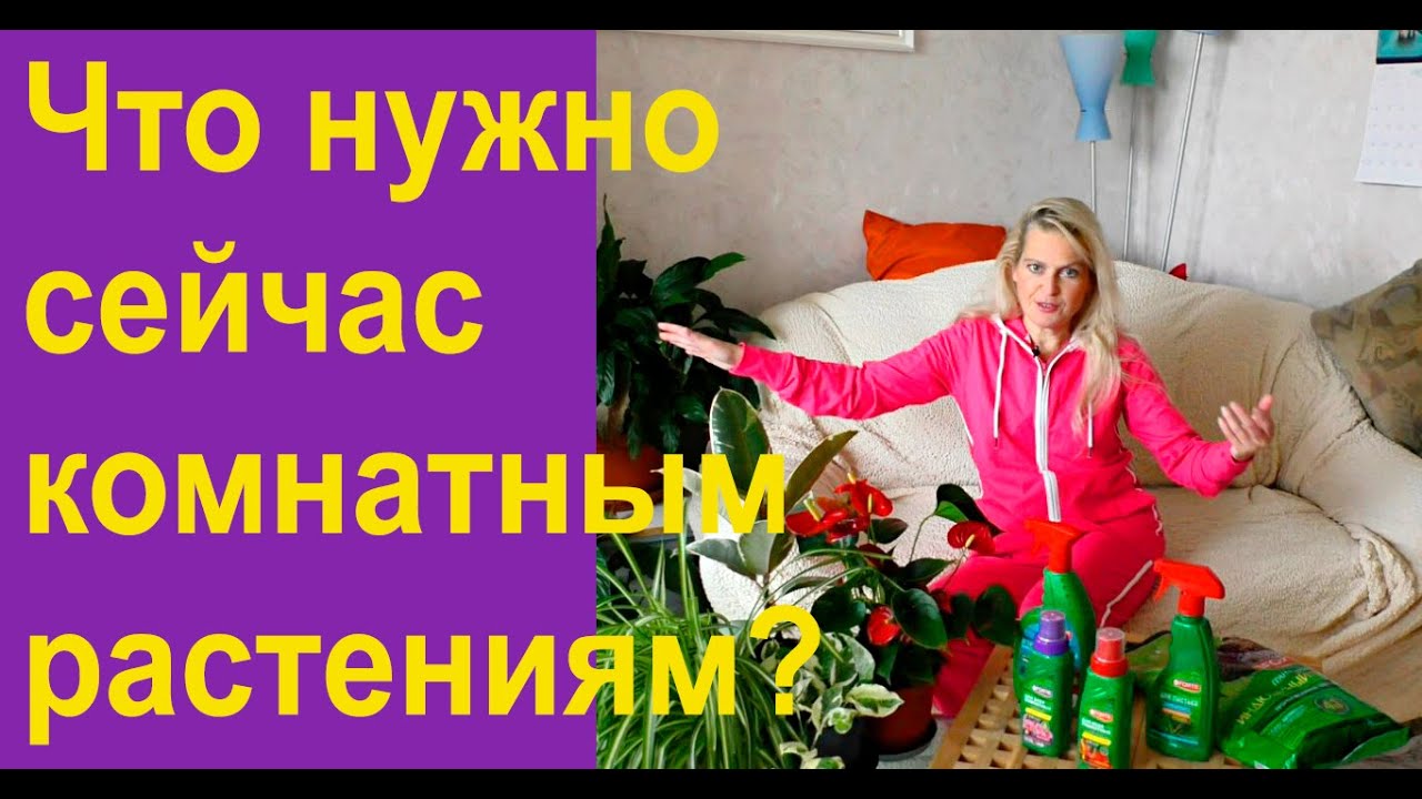 Уход за домашними растениями осенью и зимой Youtube