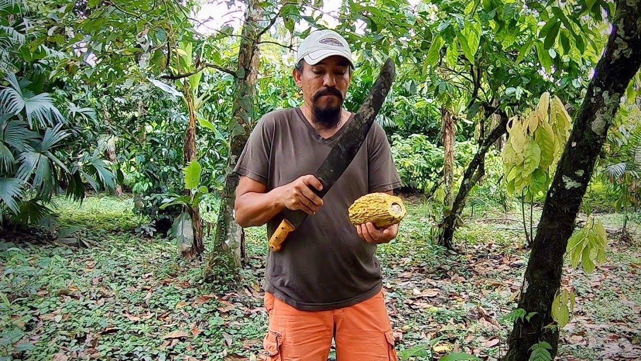 Making chocolate from the cacao tree (cacao fino de aroma) - YouTube