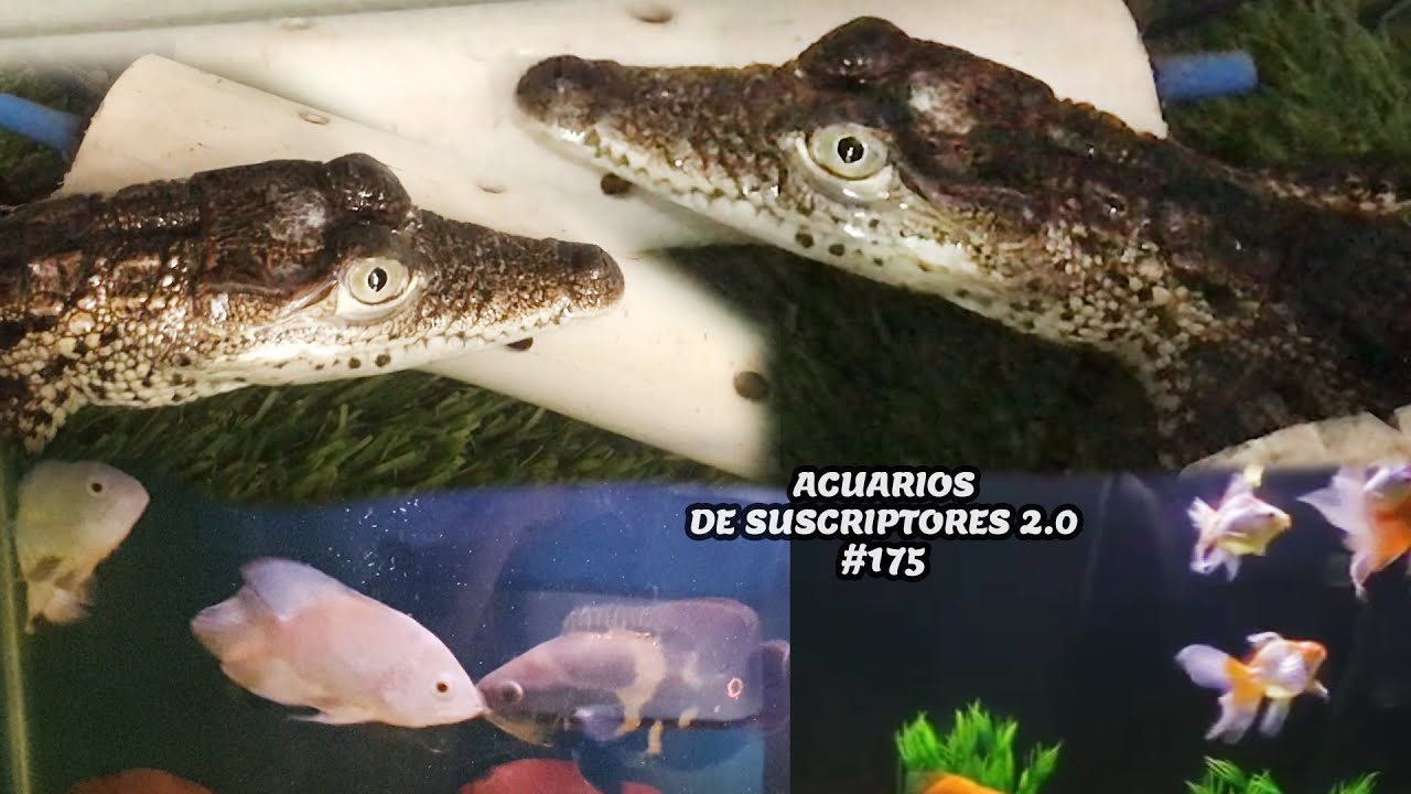 ACUARIOS DE SUSCRIPTORES 2.0 #175 | UN CAIMAN, PEZ OSCAR, PEZ GOLDFISH ...