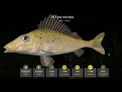 Russian Fishing 4 - Winding Rivulet, Aktive Donets Ruffe Trophy spot 15.01.2024