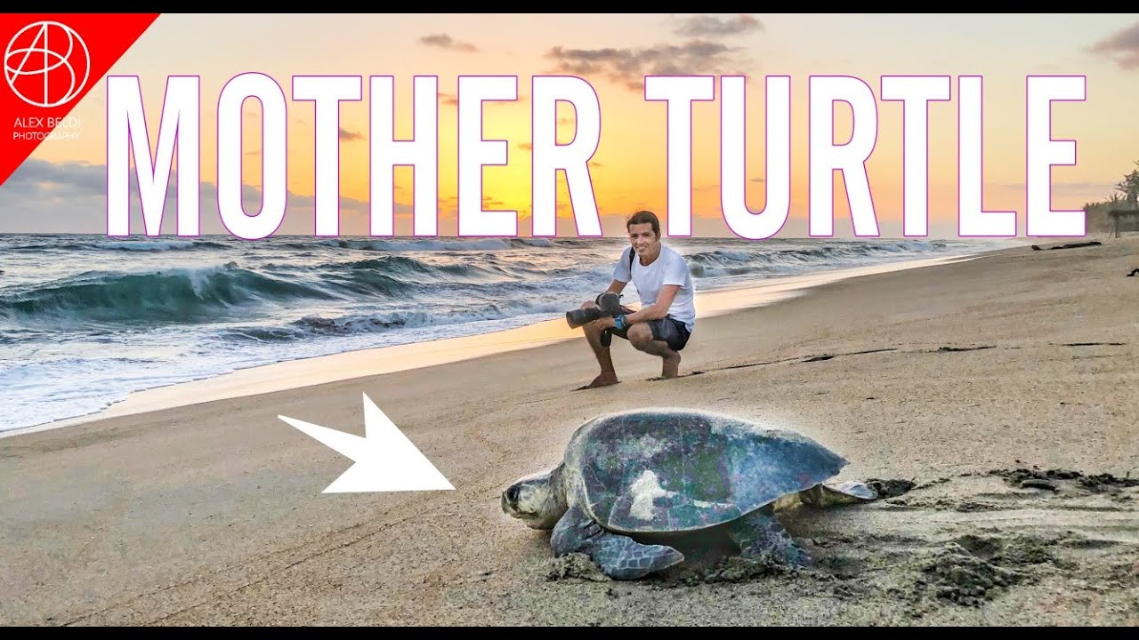 (REAL STORY) FIRST TIME SEEING A SEA TURTLE MOTHER LAYING EGGS - YouTube