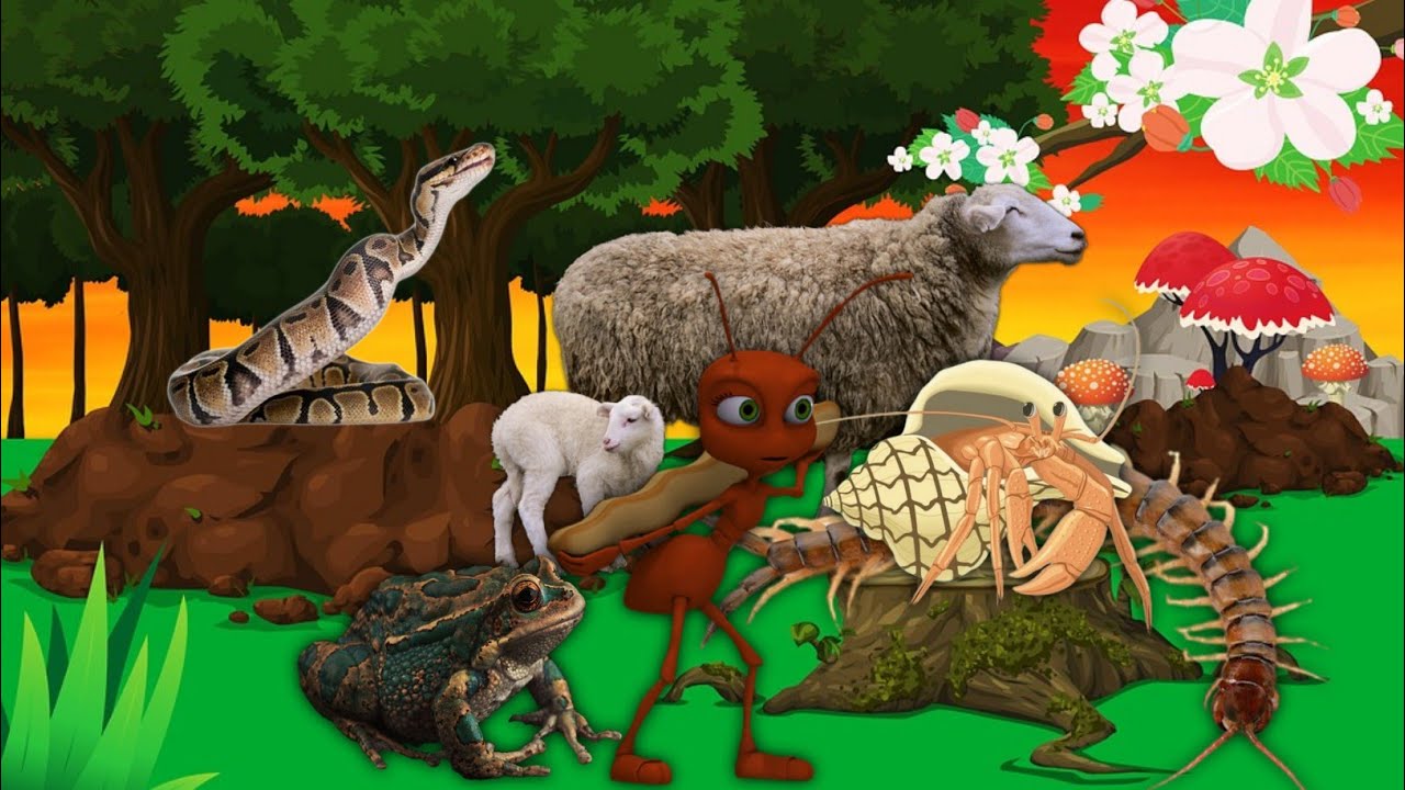 Relaxing, animals sound, halilipan, ant, snake, sheep, hermit crab ...