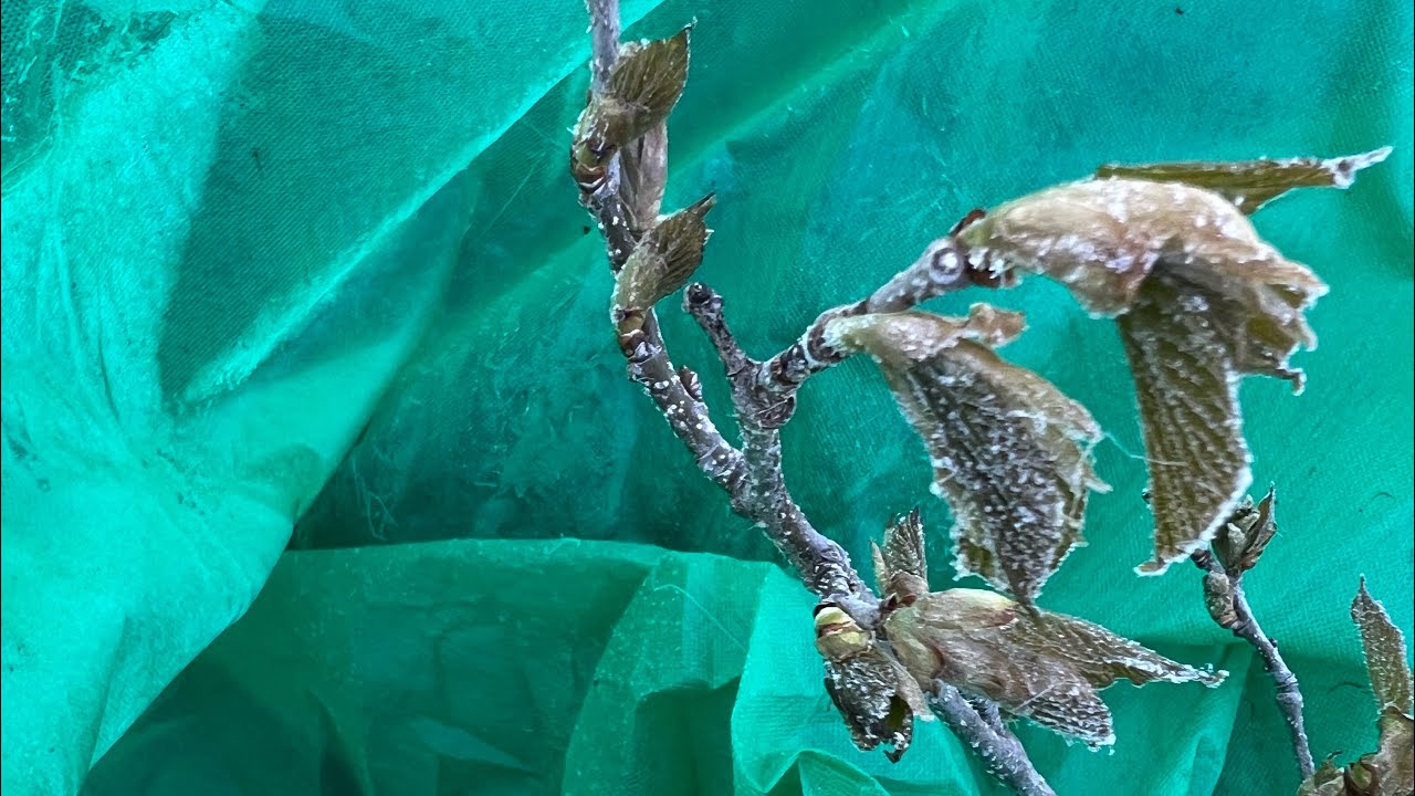 Spring freeze, frost damage to fruit garden - YouTube
