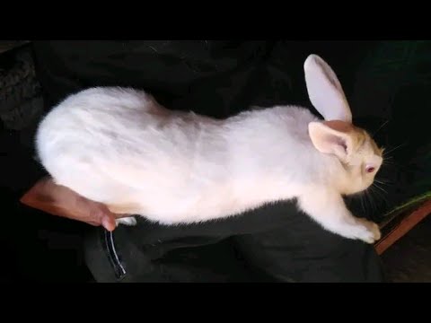 كلمتين عن سلالة الهاي بلاس High Plus rabbits - YouTube