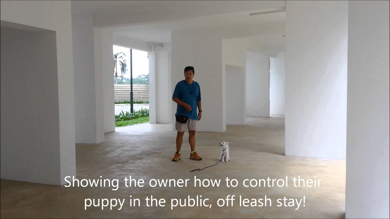 Dog training Singapore - Japanese Spitz cute aggressive ... Yuki 2 一到两天 ...