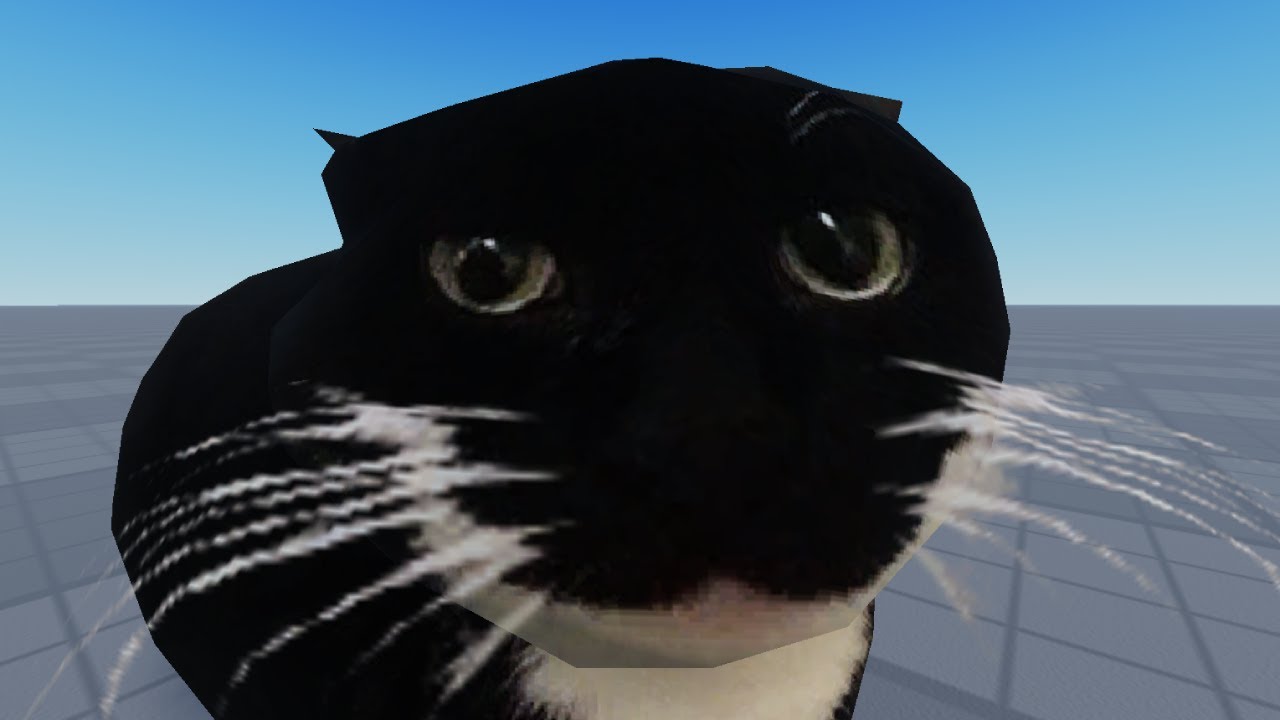 Maxwell The Cat 2 - YouTube