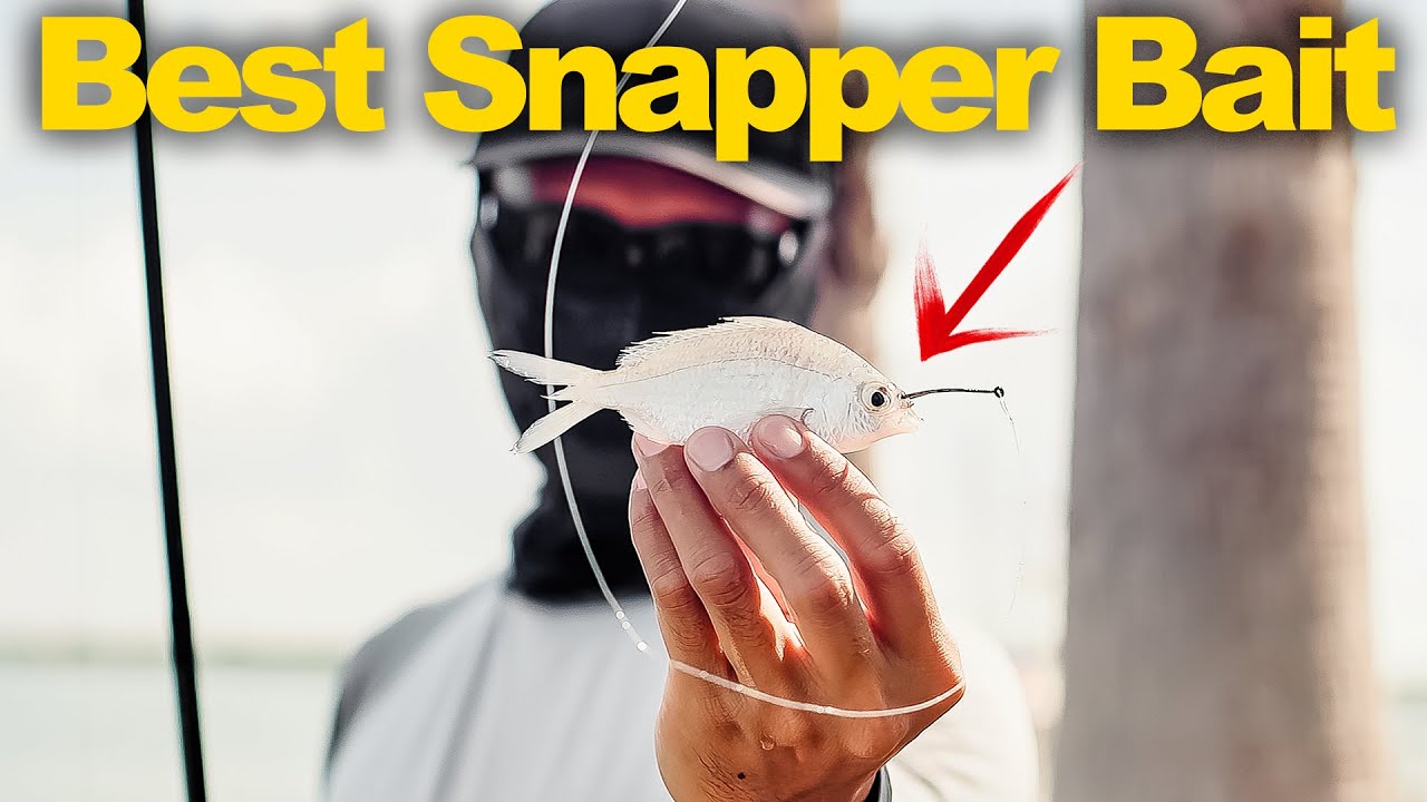Best Bait to Use for Snapper! Fish Every Cast - YouTube
