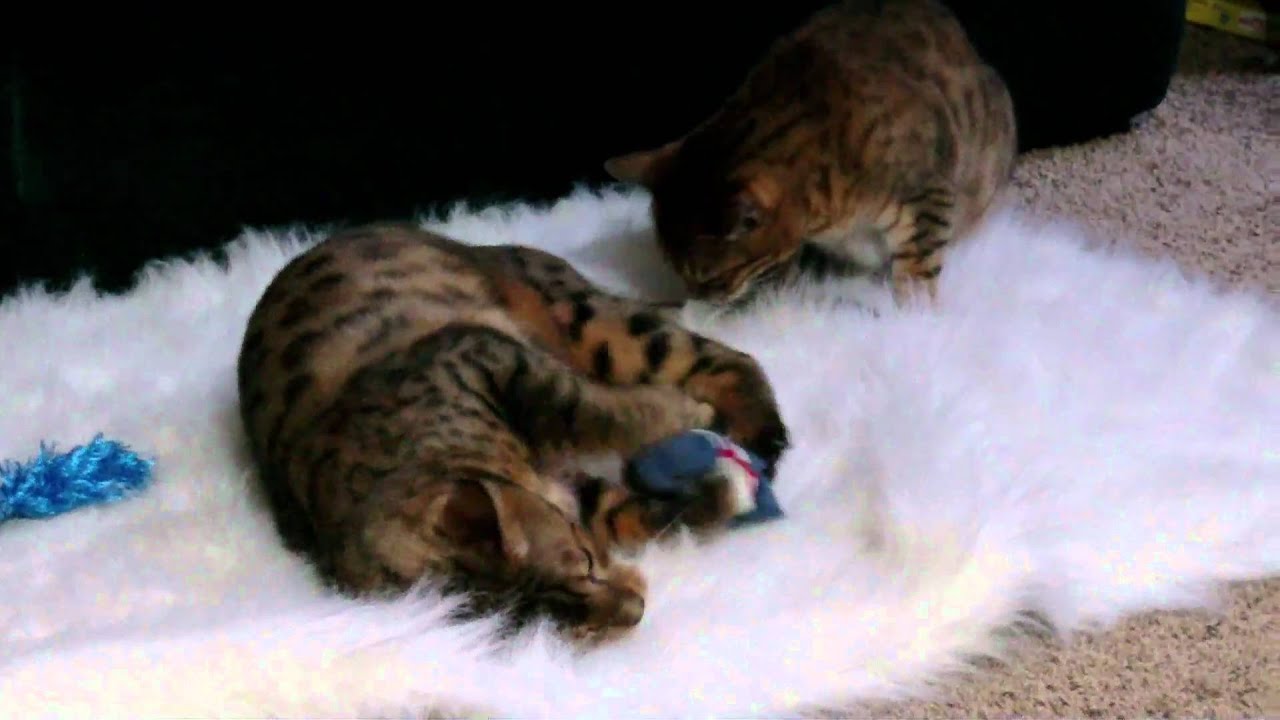 Breakfree & Chloe - playing with their new catnip toys - YouTube