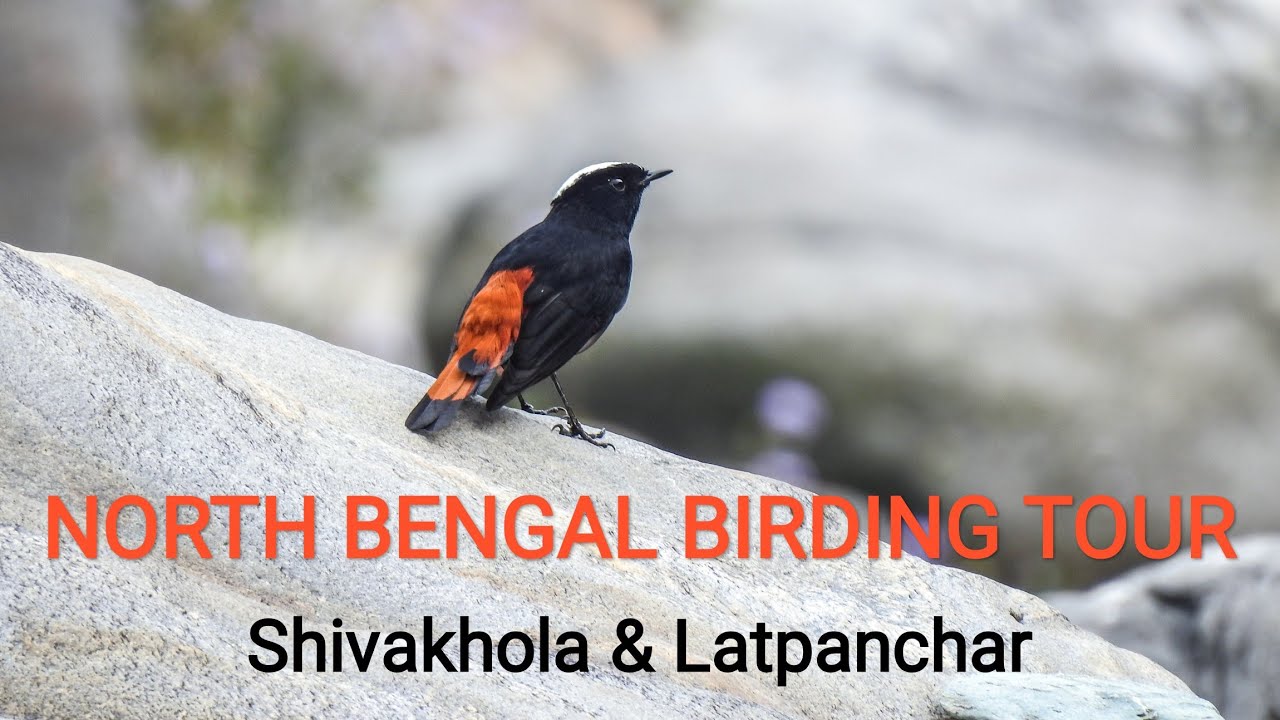 North Bengal Birding Tour : Shivakhola, Latpanchar & Mahananda WLS ...