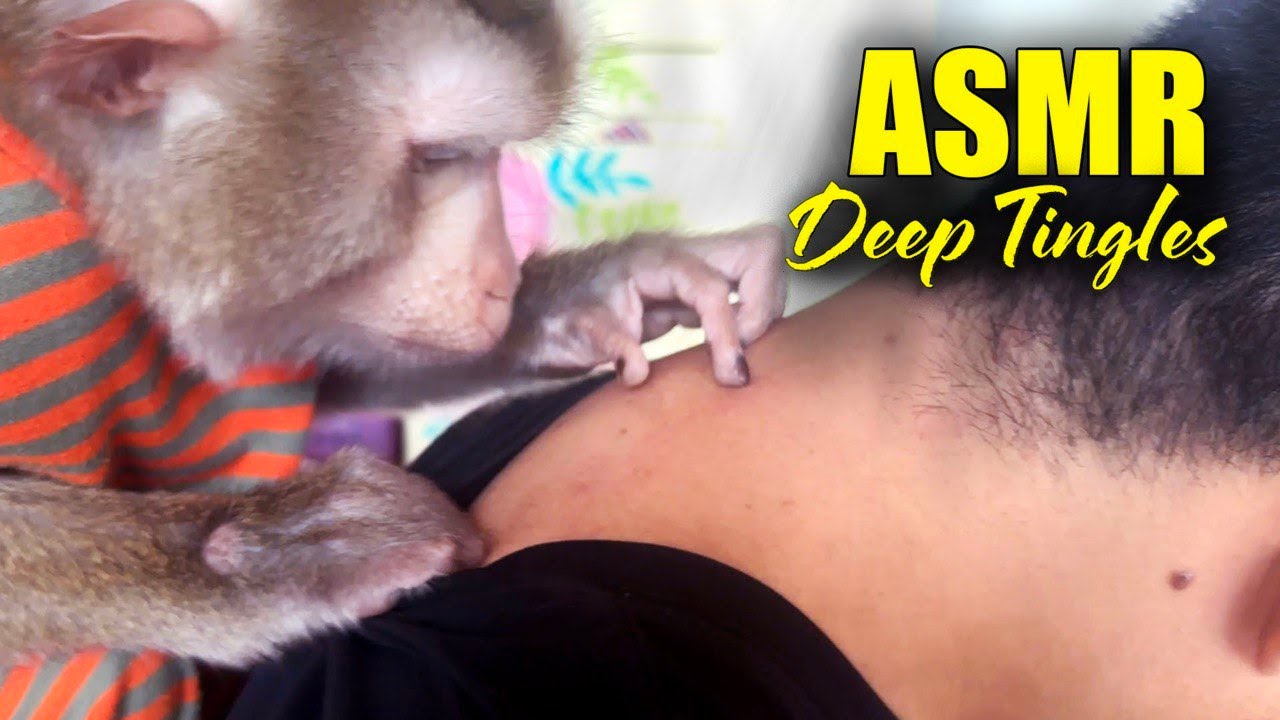I Let A Monkey Groom Me | The Unintentional ASMR of Monkey Grooming ...