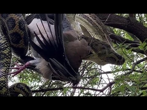 Snake eat baby bird - YouTube