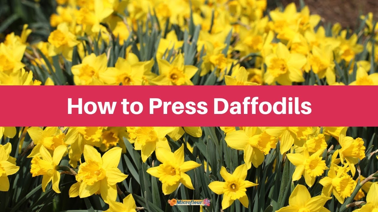 Pressing Daffodils - YouTube